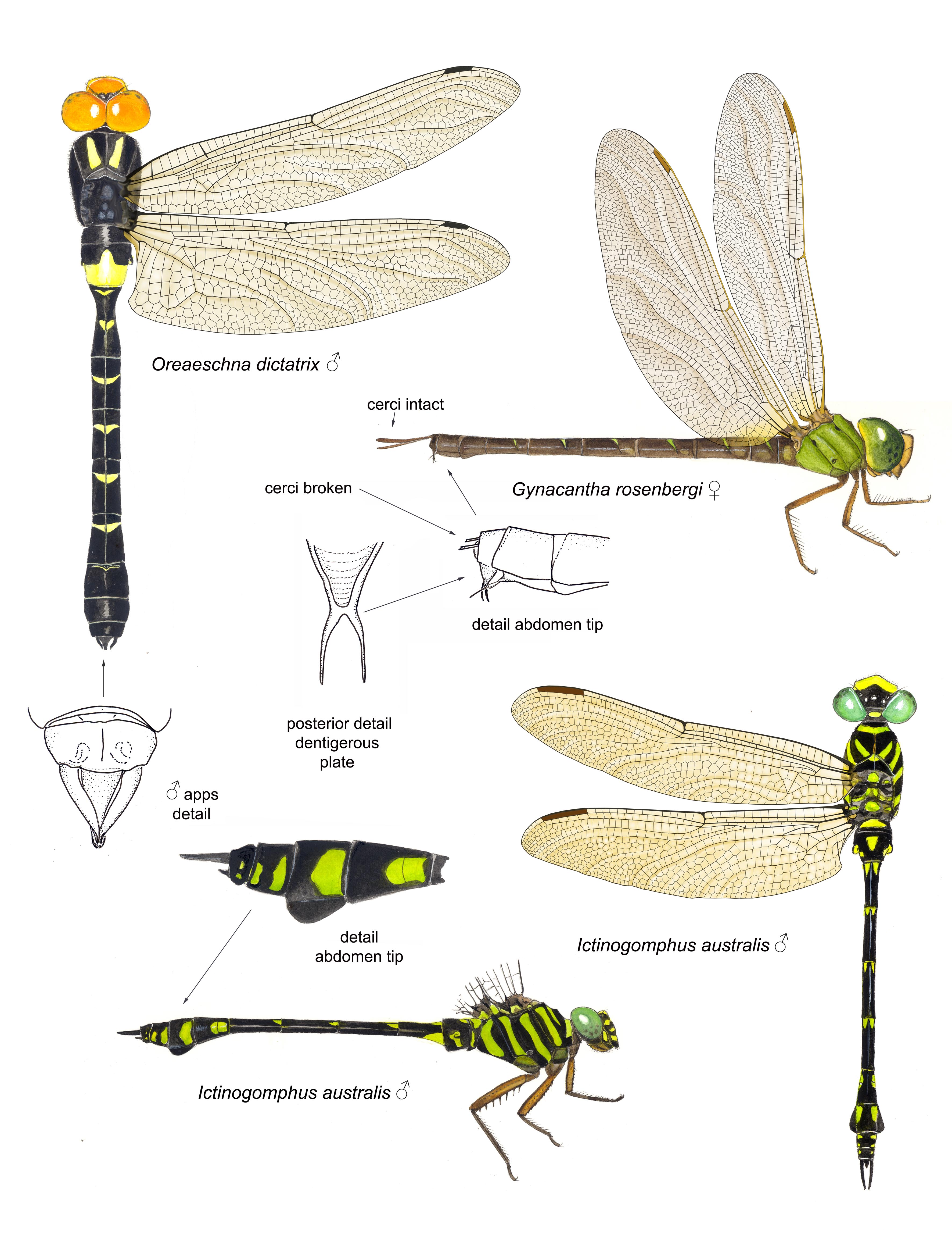 Vincent Kalkman | Natuurwijzer